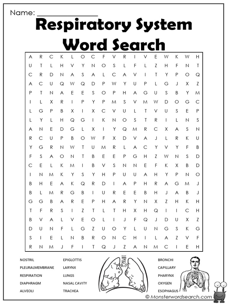 Respiratory System Word Search | PDF