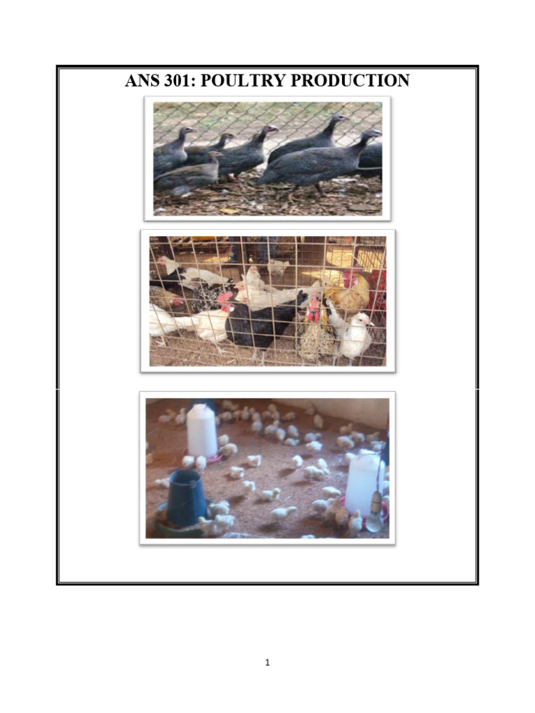 Ans 301 - Poultry Production Slide - PDF | PDF | Poultry | Yolk