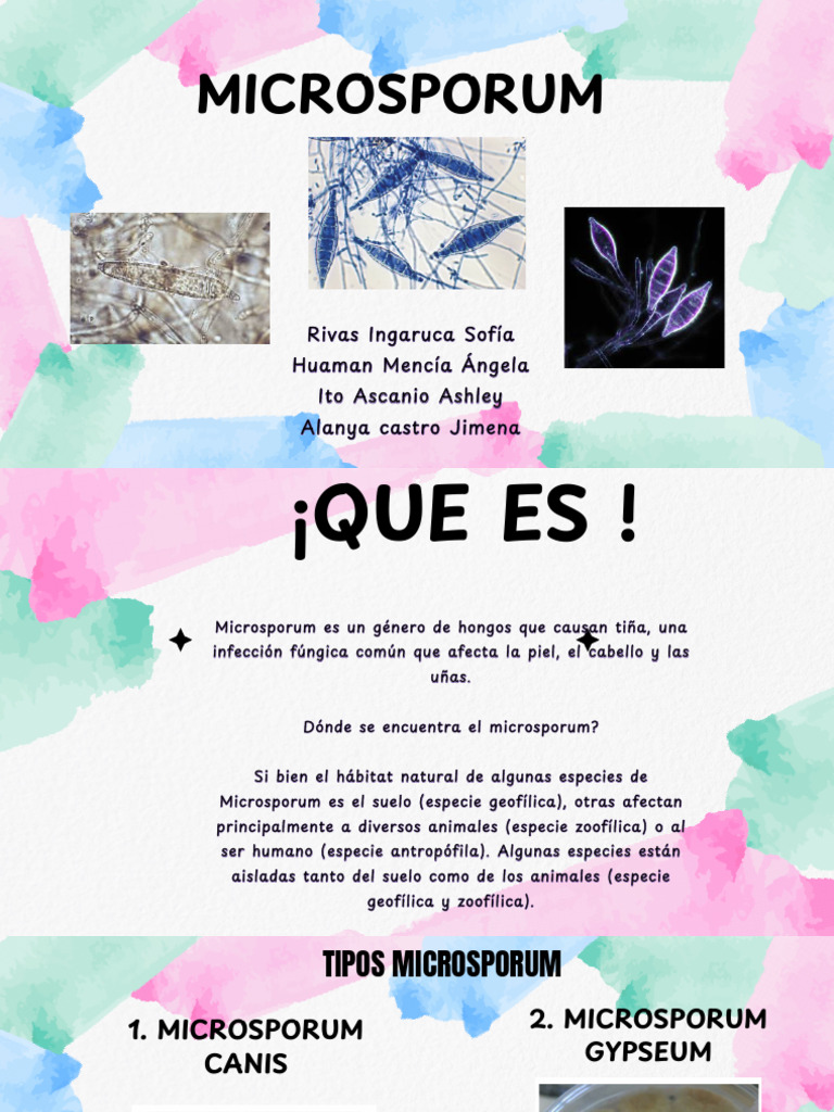 Microsporum: Hongos y Tiña Dermatofítica | PDF | Hongo | Micología