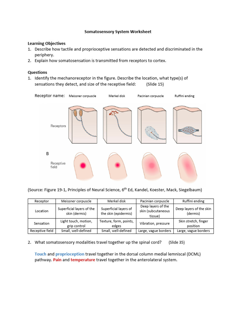 Somatosensory System Worksheet | PDF | Somatosensory System | Neuroscience