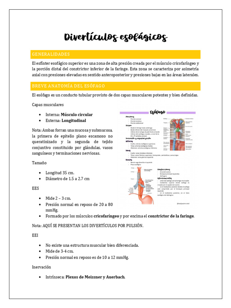 Divertículos esofágicos | PDF | Esófago | Anatomía