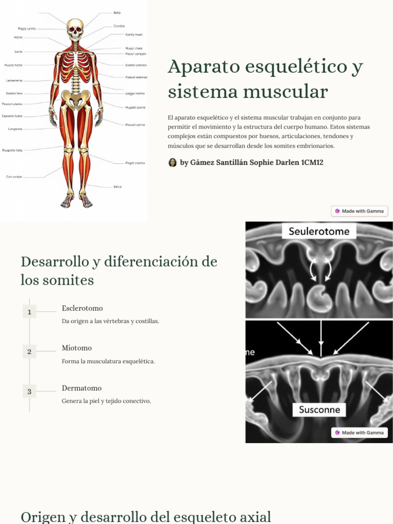 Aparato-esqueletico-y-sistema-muscular | PDF | Vértebra | Esqueleto