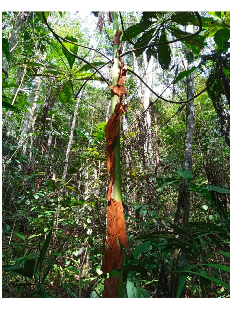 Árbol Capirona - Propuesta | PDF
