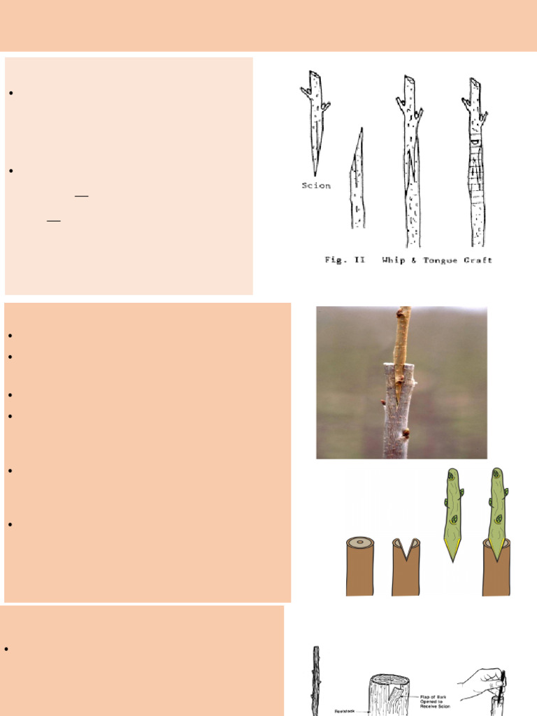 Types of Grafting Techniques Explained | PDF