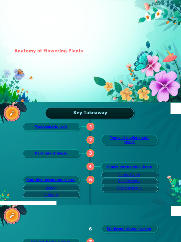 Anatomy of Flowering Plants-1-1 | PDF | Leaf | Tissue (Biology)