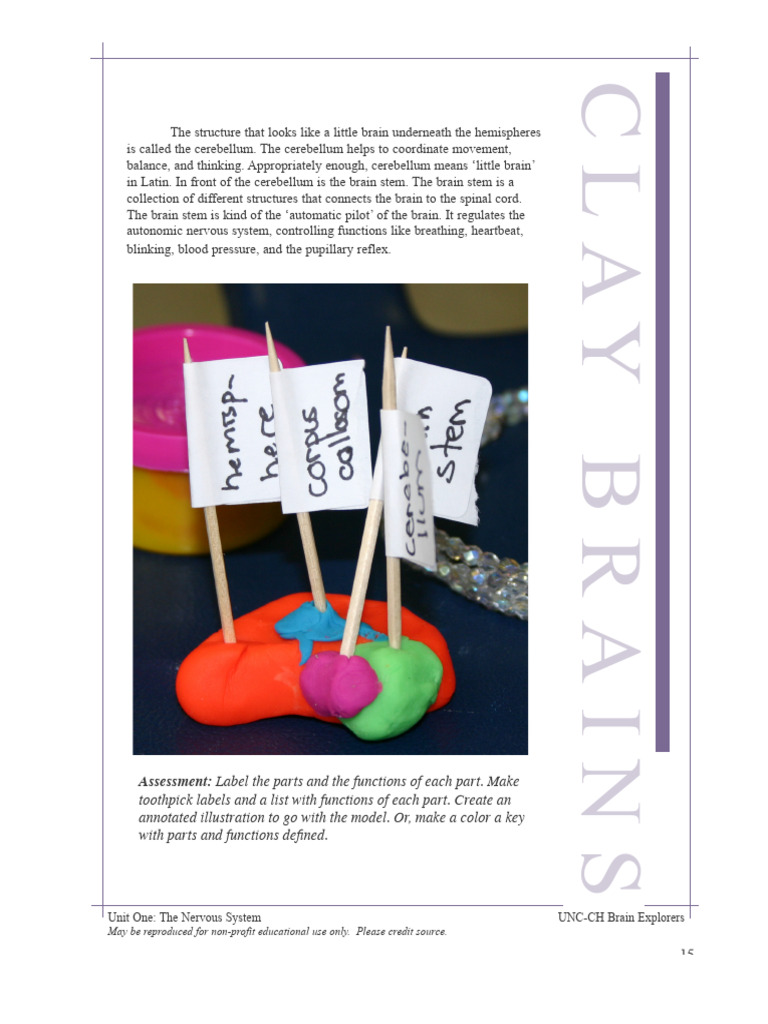 CLAY BRAIN Model Activity | PDF | Cerebral Hemisphere | Cerebellum