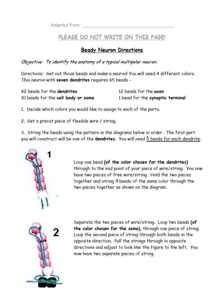 step_by_step_beady_neuron(1) | PDF | Dendrite | Neuron