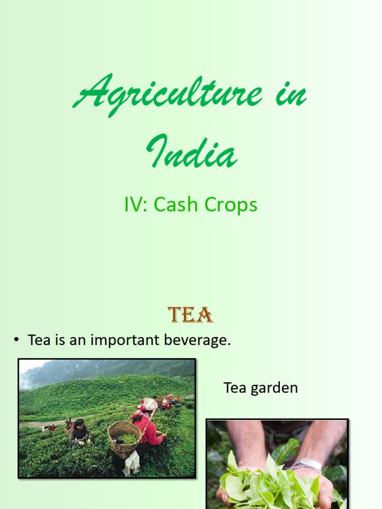 Agriculture- IV- Cash crops (1) | PDF | Tea | Plants