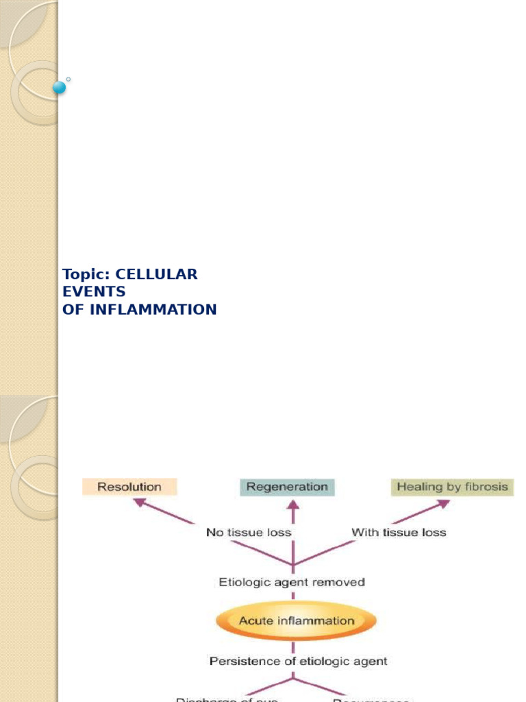 Cellular Mechanisms of Inflammation | PDF | Inflammation | Macrophage
