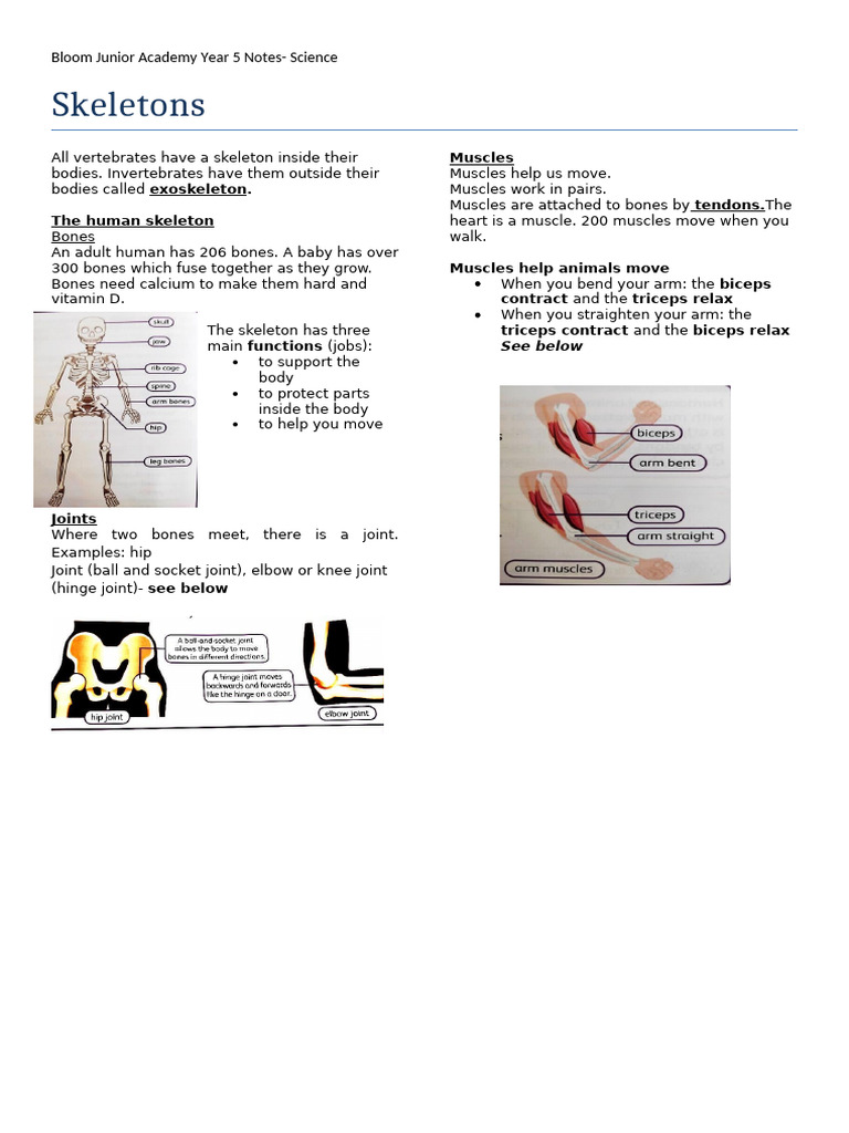 Year 5 Science Notes - Skeletons-1 | PDF