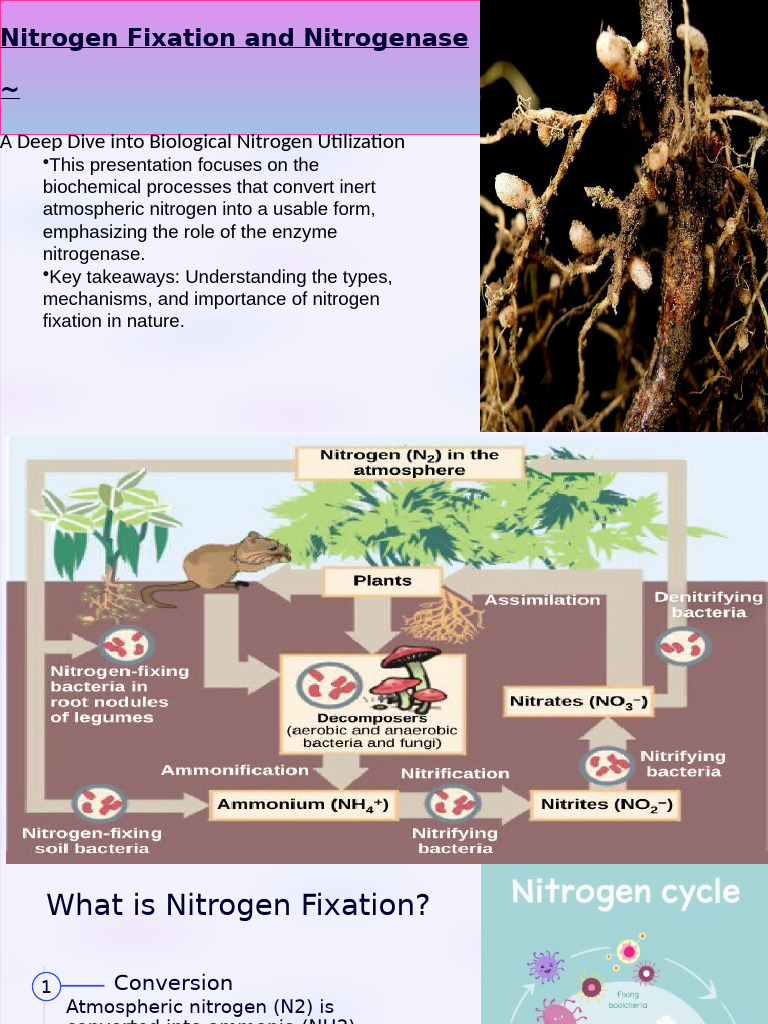 Nitrogen Fixation and Nitrogenase | PDF | Biochemistry | Chemistry