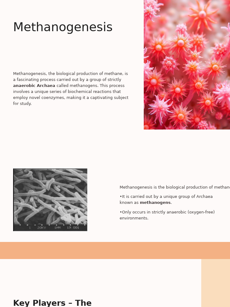 Understanding Methanogenesis Process | PDF | Anaerobic Digestion ...