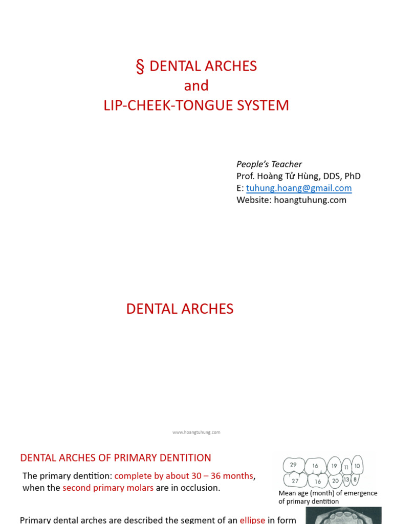 Dental Arches and Oral System Overview | PDF | Tooth | Tongue