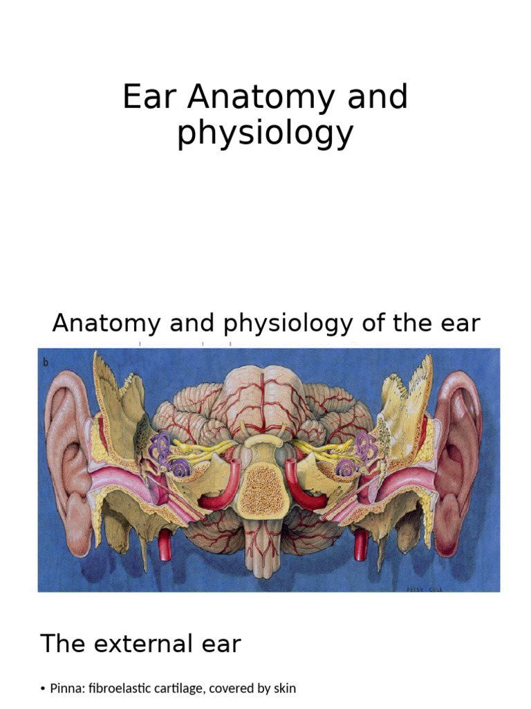 Ear Anatomy and Physiology | PDF | Vertigo | Ear