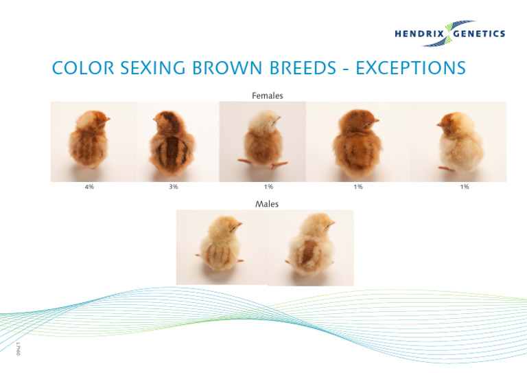 Color Sexing Brown Breeds - Exceptions Hendrix Genetics Layers | PDF