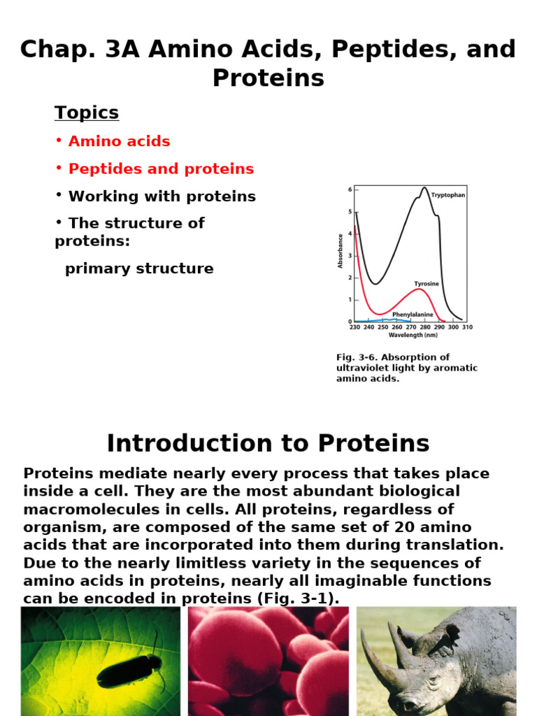 s15 Miller Chap 3a Lecture | PDF | Amino Acid | Cysteine