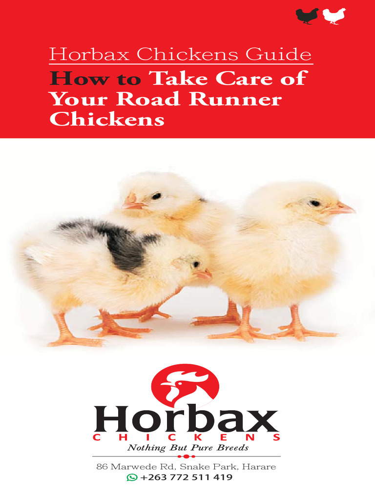 Chick Rearing Brochure | PDF | Chicken | Injection (Medicine)