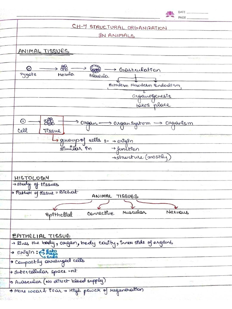 Animal Tissue Notes | PDF