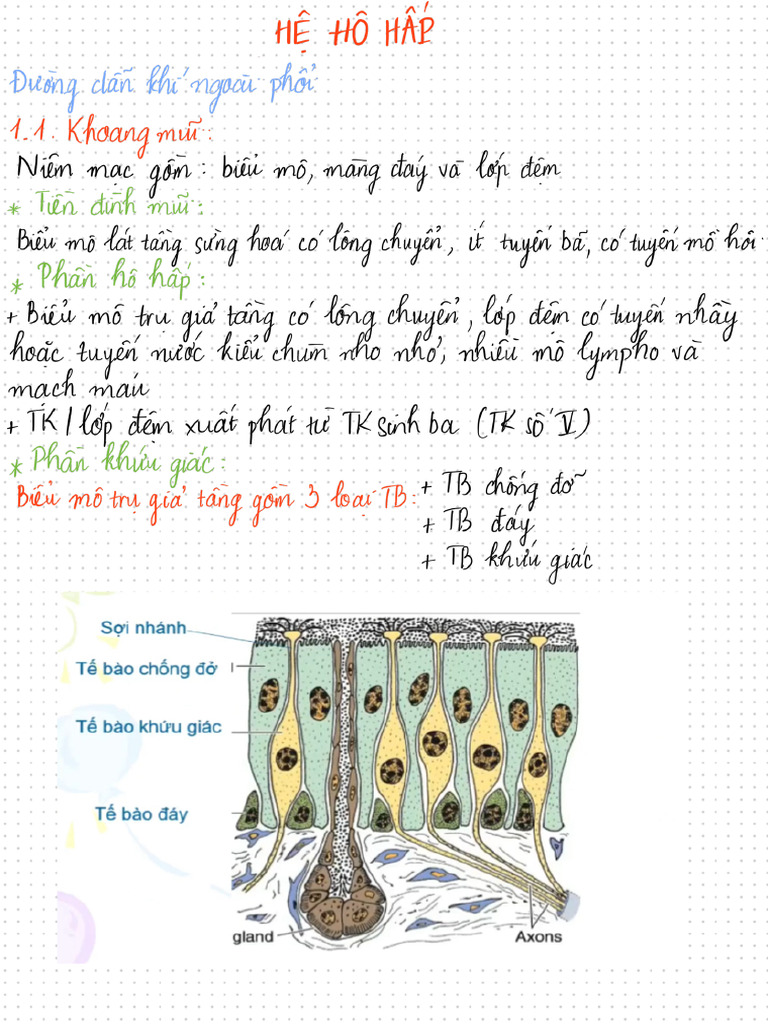 Hệ Hô Hấp | PDF