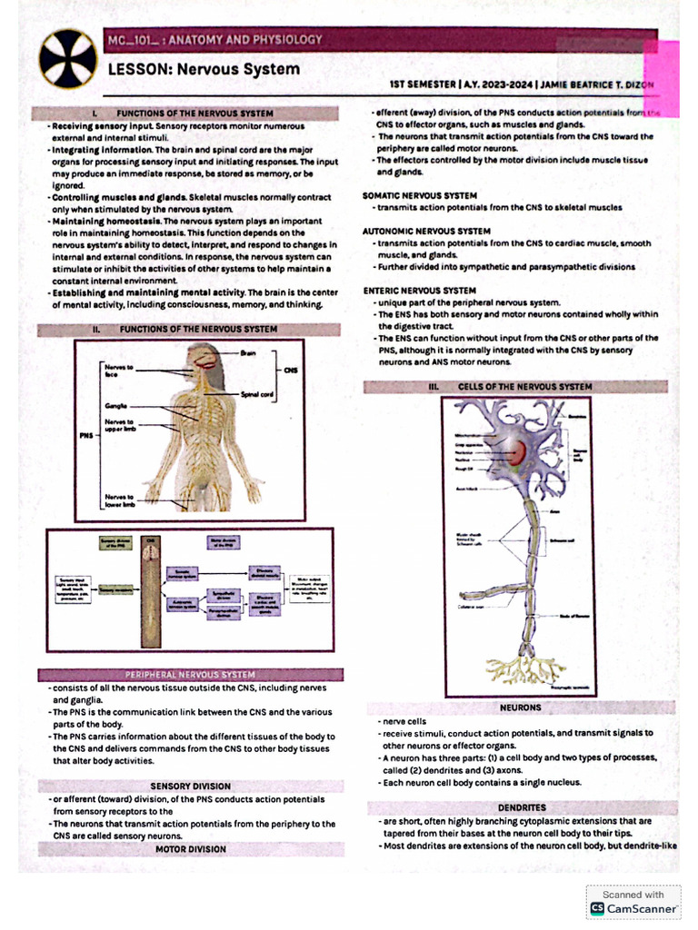 3 Nervous System | PDF