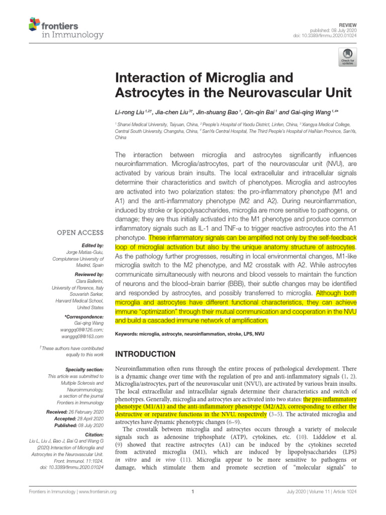 Micro Astro Interaction BBB | PDF | Microglia | Astrocyte