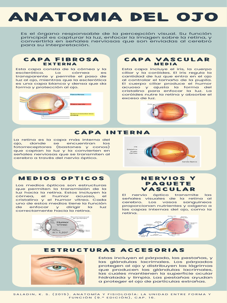 Infografia ojo | PDF | Ojo | Retina