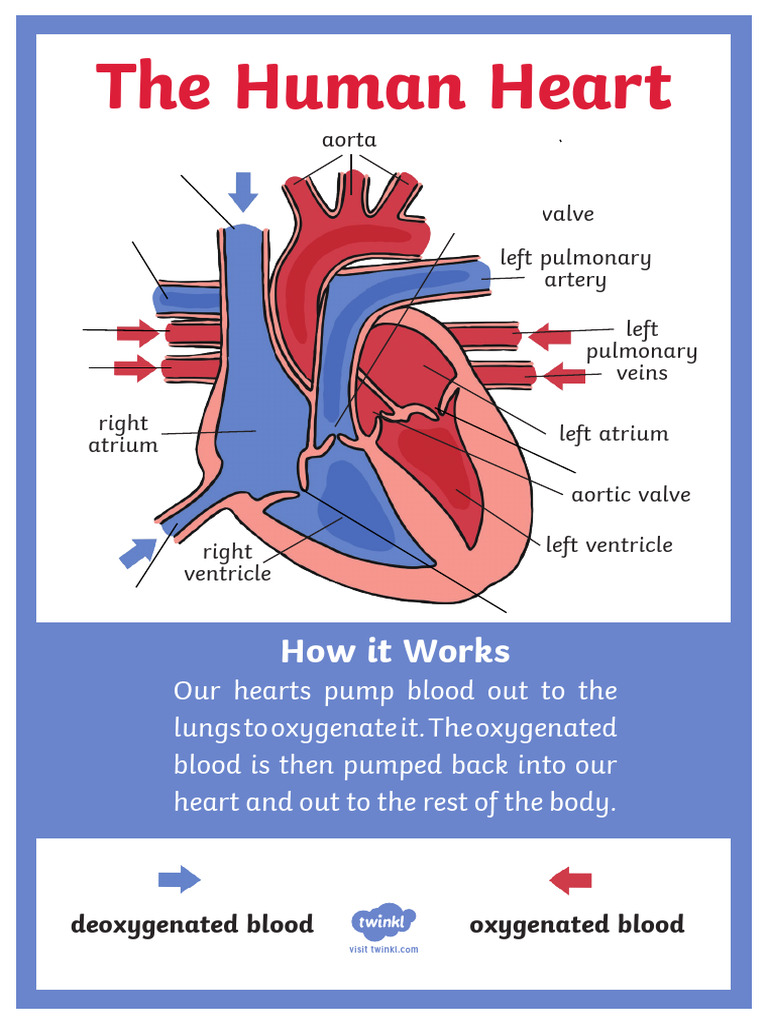 The Human Heart Diagram Display Poster - Ver - 5 | PDF