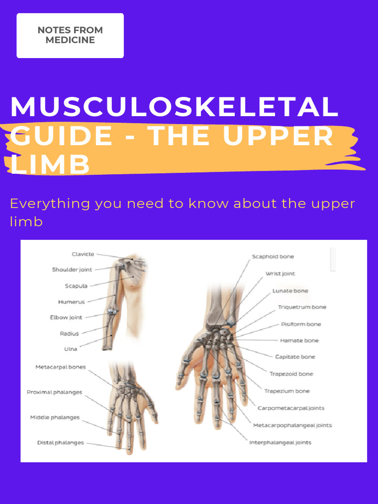 Upper Limb Revision Notes | PDF