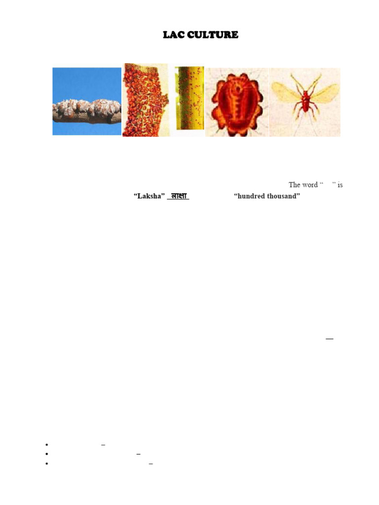 Lac Insect Species Host Plant Morphology Biology | PDF | Insects