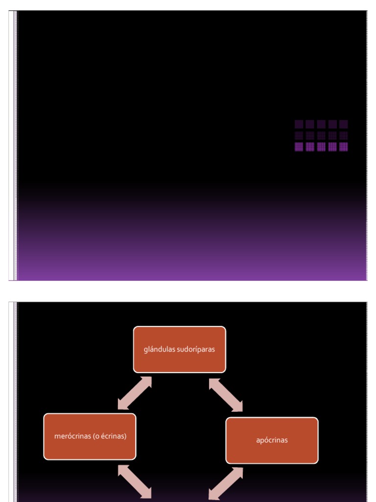 Piel, Glándulas Merocrinas y Apocrinas | PDF | Anatomía | Anatomía humana