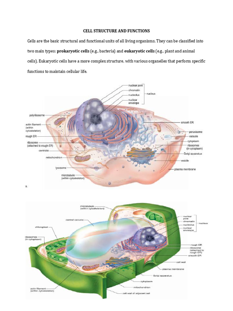 Cell Structure and Functions | PDF | Cell (Biology) | Endoplasmic Reticulum