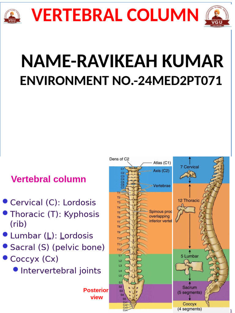 Vertebral Column | PDF | Vertebra | Vertebral Column