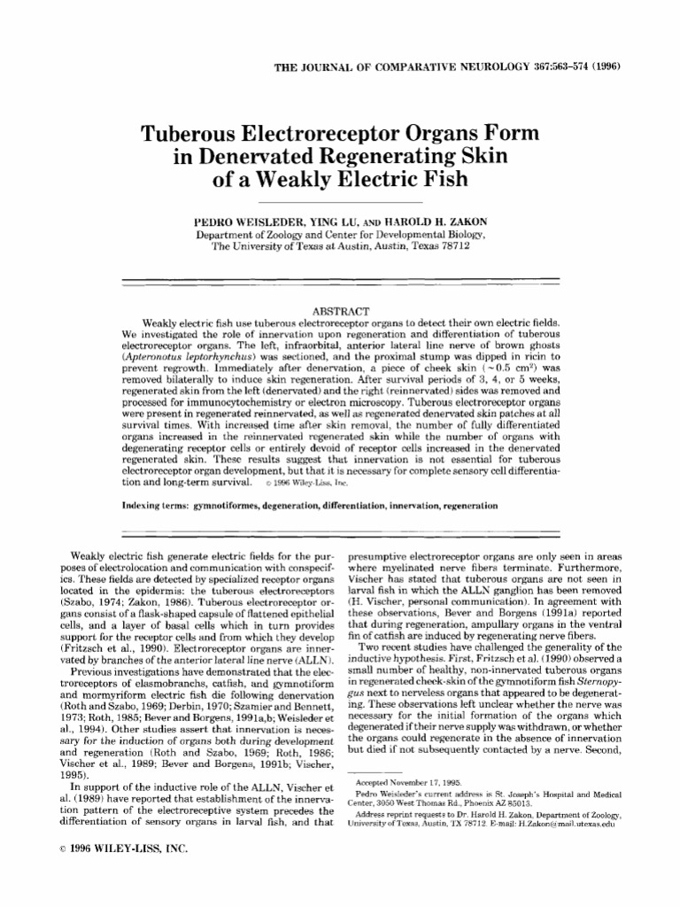 Tuberous Electroreceptor Organs Form in Denervated Regenerating Skin ...