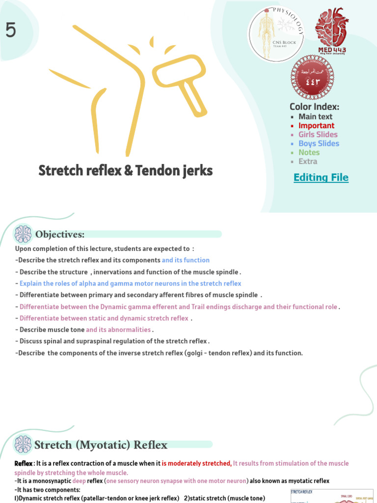 L5-Stretch Reflex & Tendon Jerks | PDF | Motor Neuron | Muscle Contraction