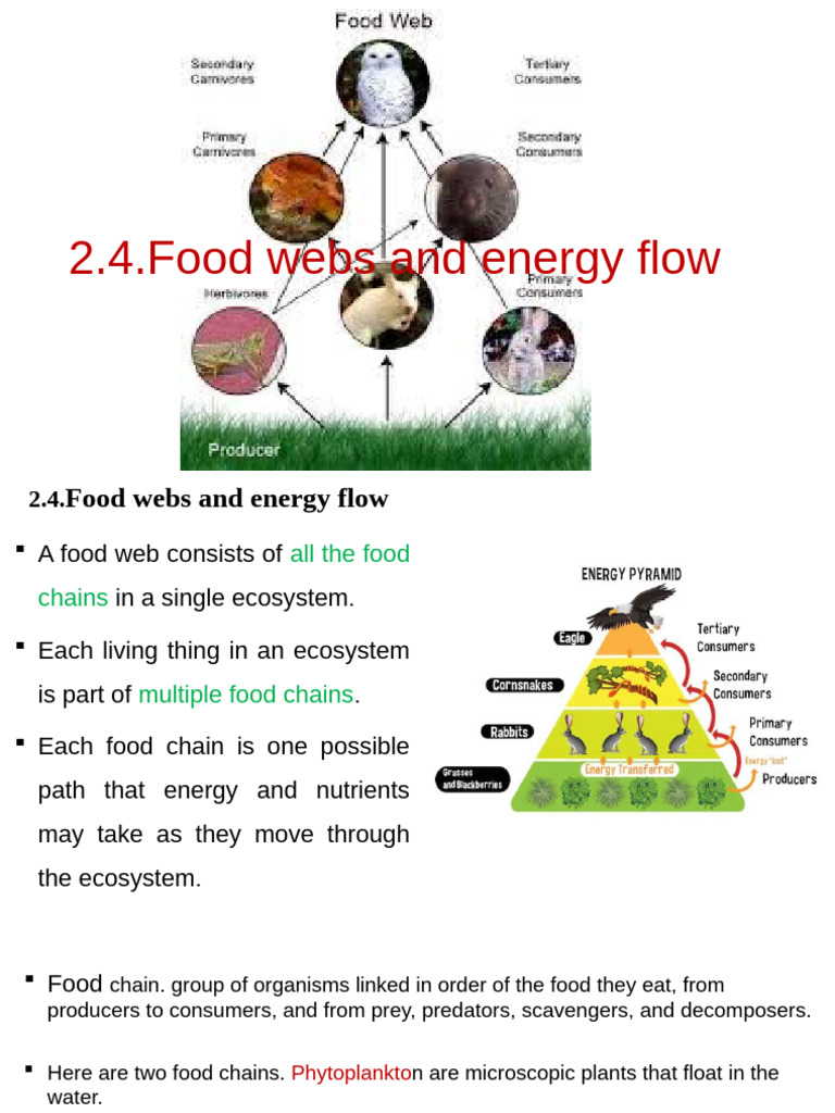 Unit 2.4 food web | PDF | Food Web | Herbivore