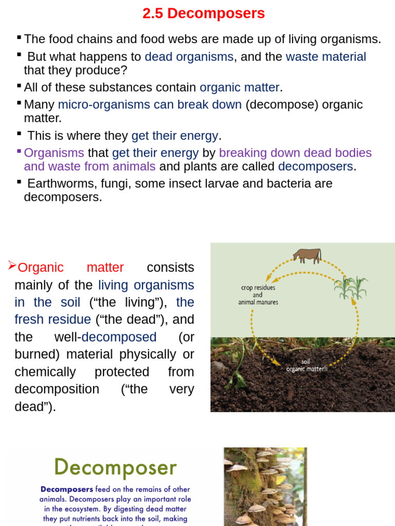 Unit 2.5 Decomposer | PDF | Decomposition | Foods