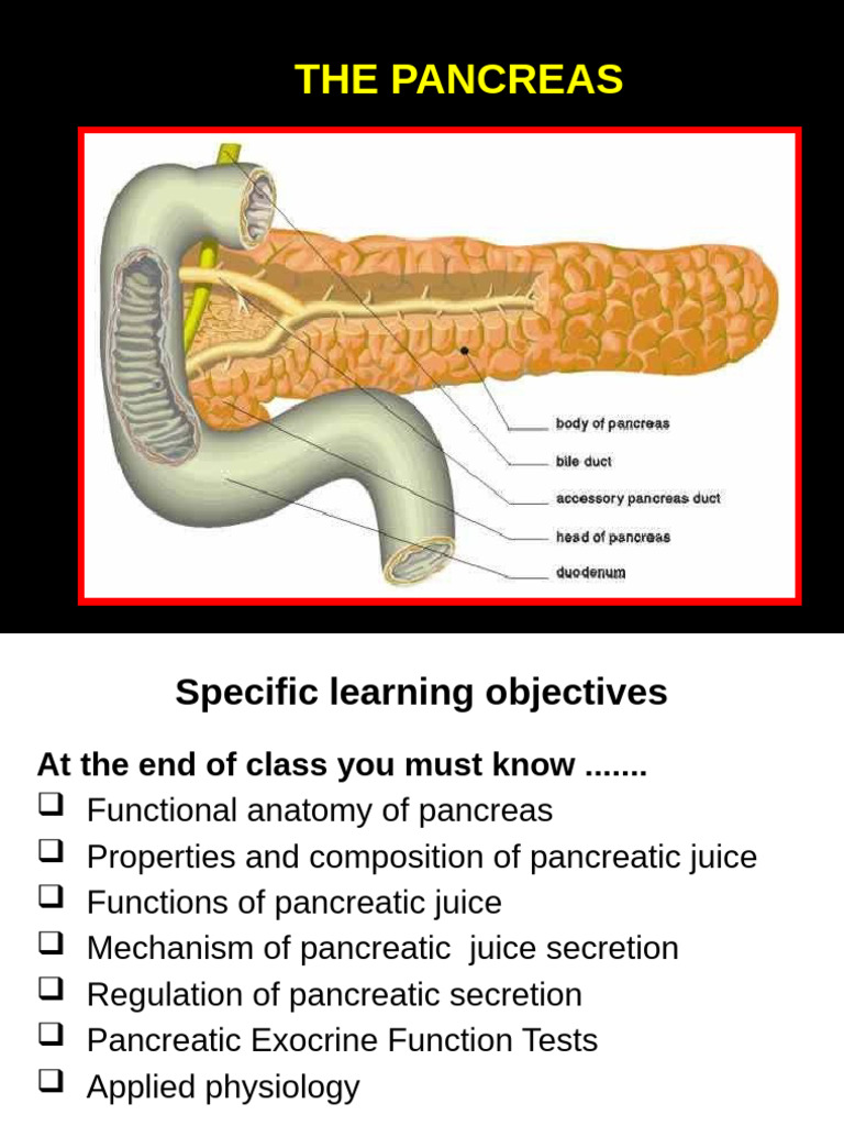5.Pancreas | PDF | Pancreas | Digestion
