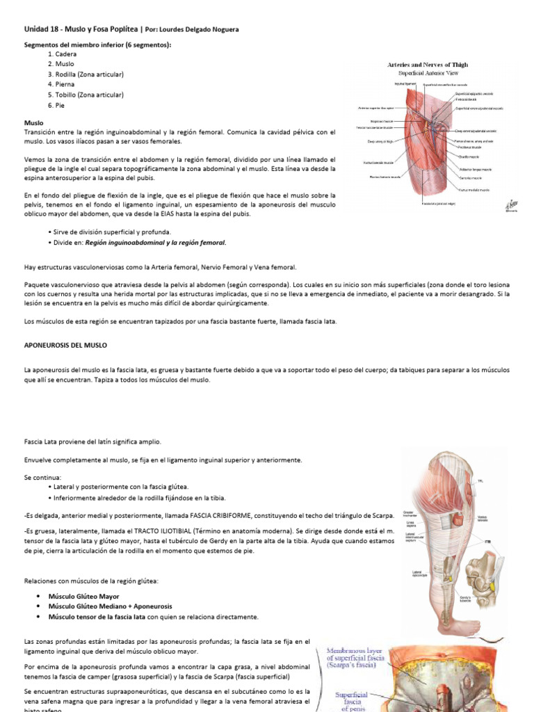 Anatomía del Muslo y Fosa Poplítea | PDF | Tejido suave | Anatomía humana