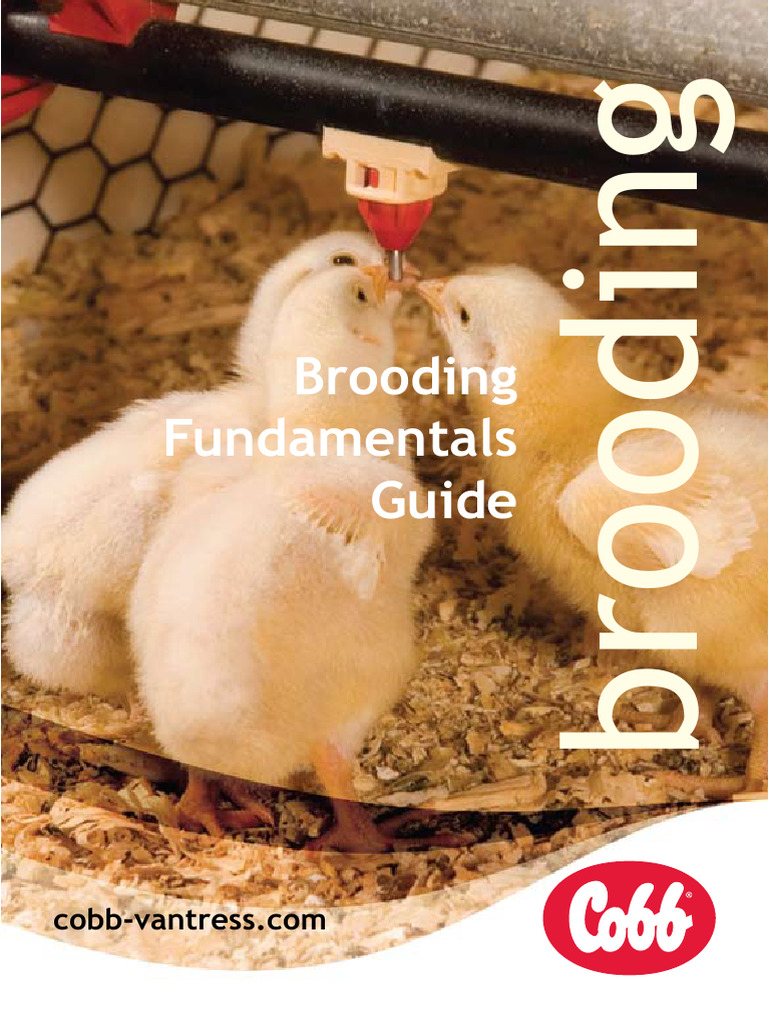 Cobb-500-Brooding-Guide | PDF | Water | Birds
