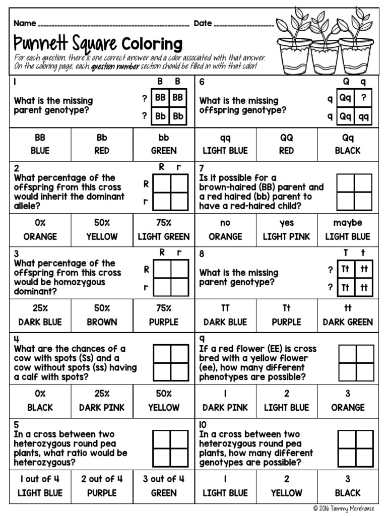 Punnett Square Coloring | PDF | Genotype | Color