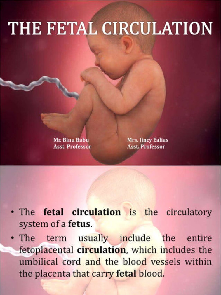 Fetal Circulation | PDF
