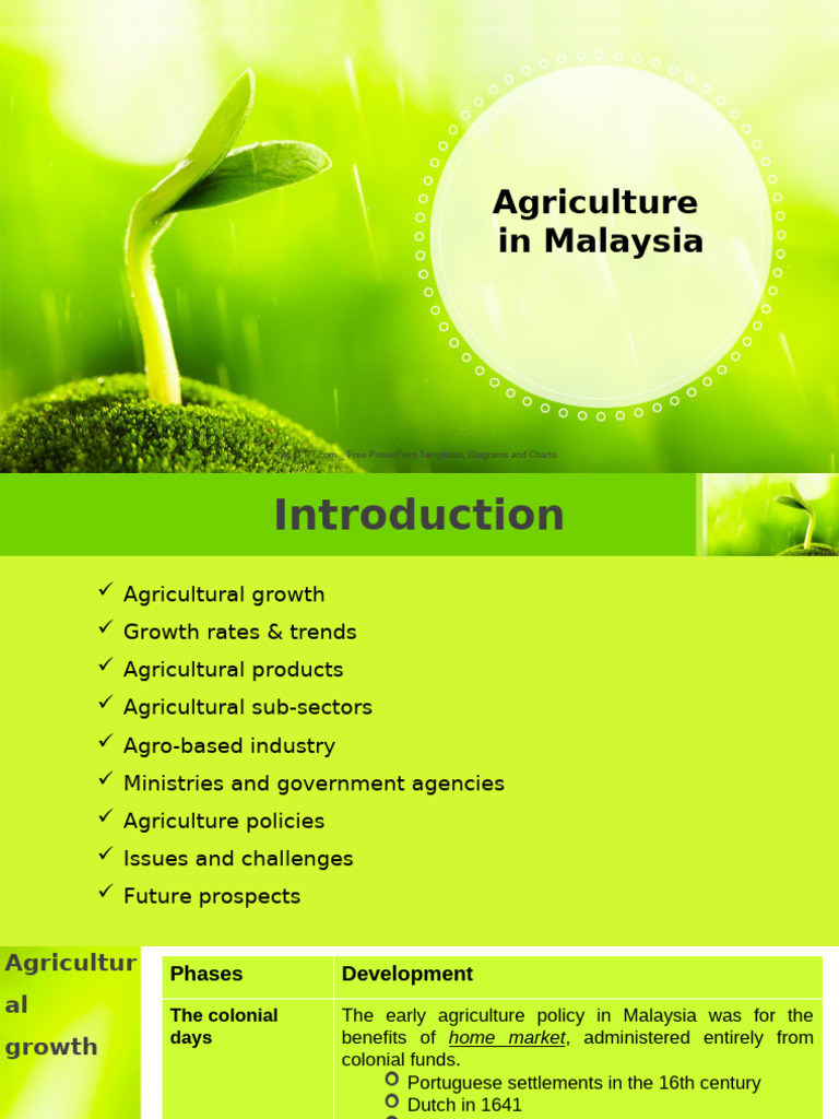 L3 - Sectorial Economic Growth (3a) | PDF | Agriculture | Vegetables