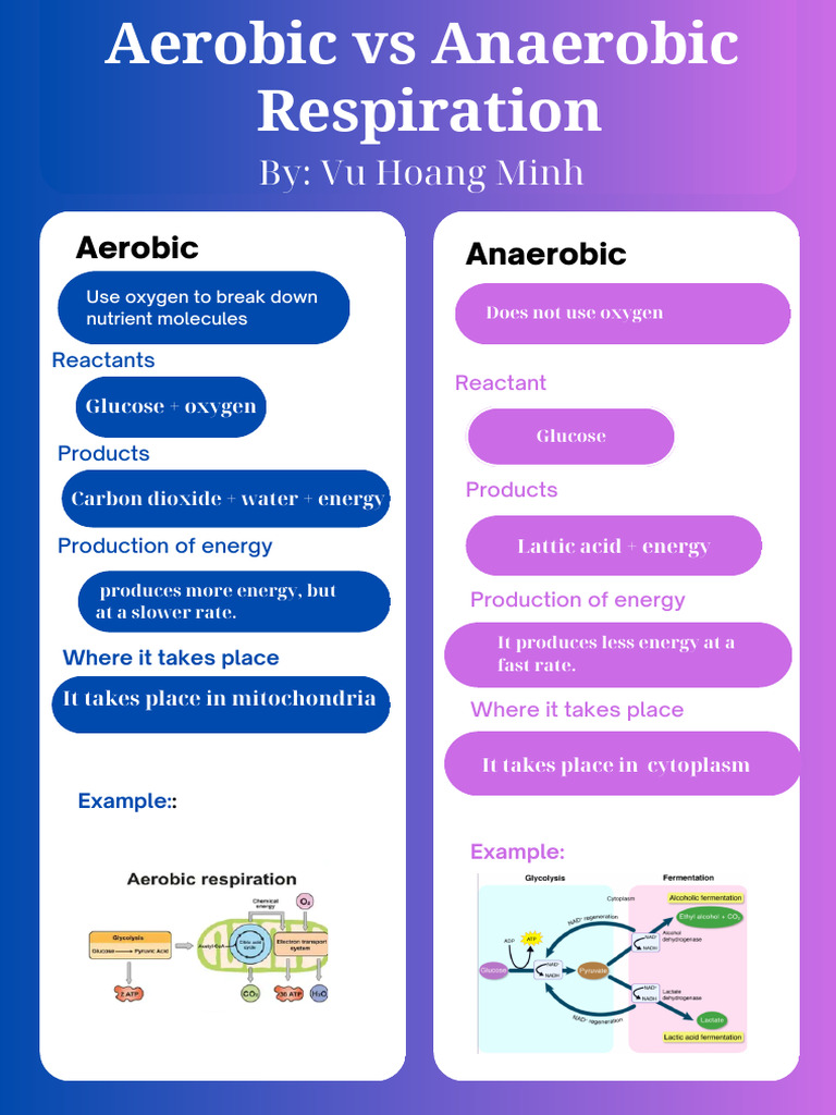 Aerobic vs Anaerobic Respiration Explained | PDF