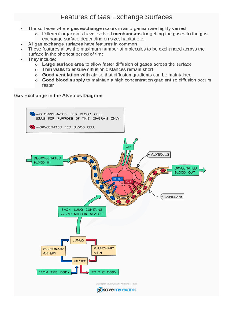 Key Features of Human Gas Exchange | PDF | Breathing | Respiratory System