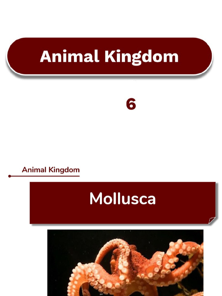 Phylum Molusca | PDF