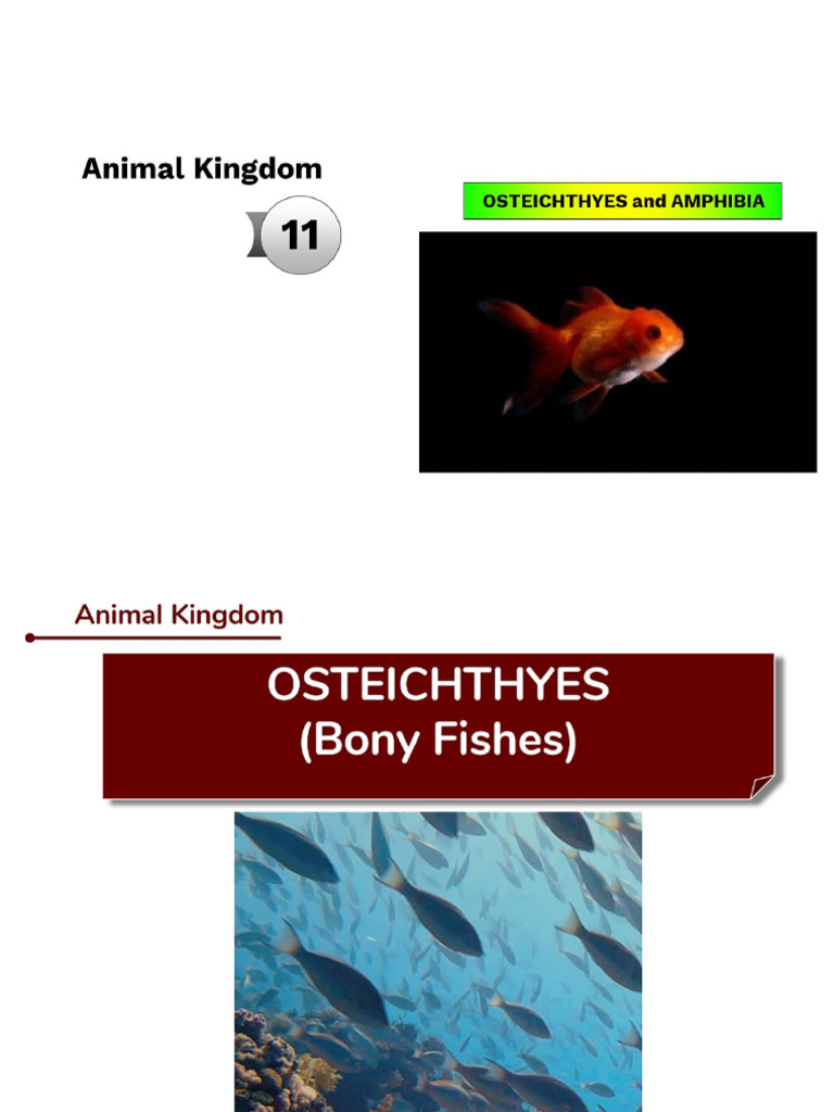 Animal Kingdom 11 | PDF