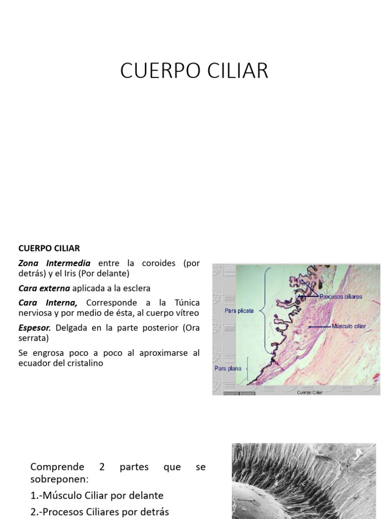 Cuerpo Ciliar 5 | PDF | Anatomía | Ojo humano