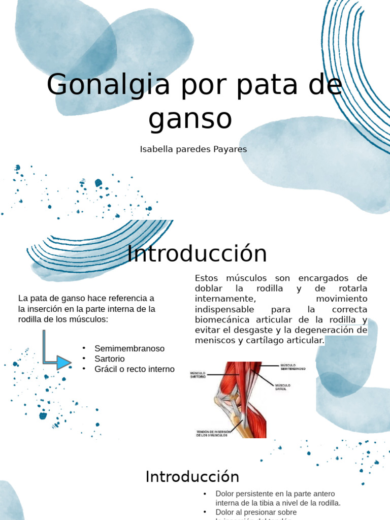 Gonalgia: Tendinitis de Pata de Ganso | PDF | Rodilla | Sistema ...