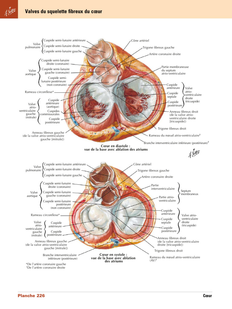 Anatomie des valves cardiaques | PDF | Cœur | Valve cardiaque