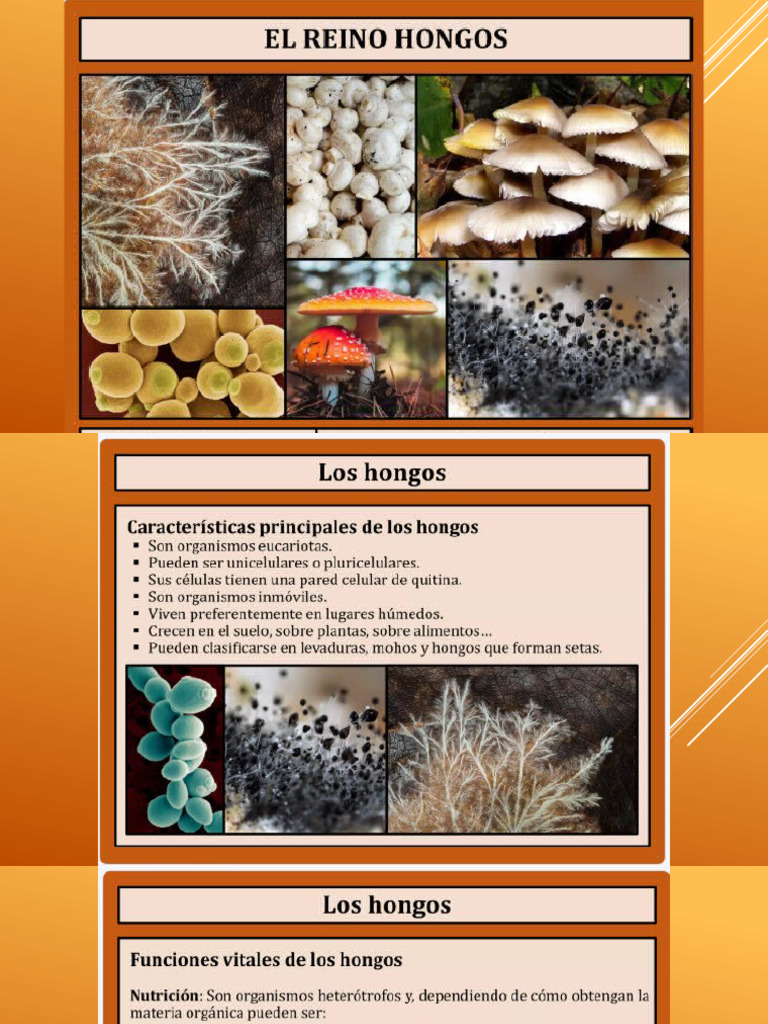 Fungi-Monera | PDF